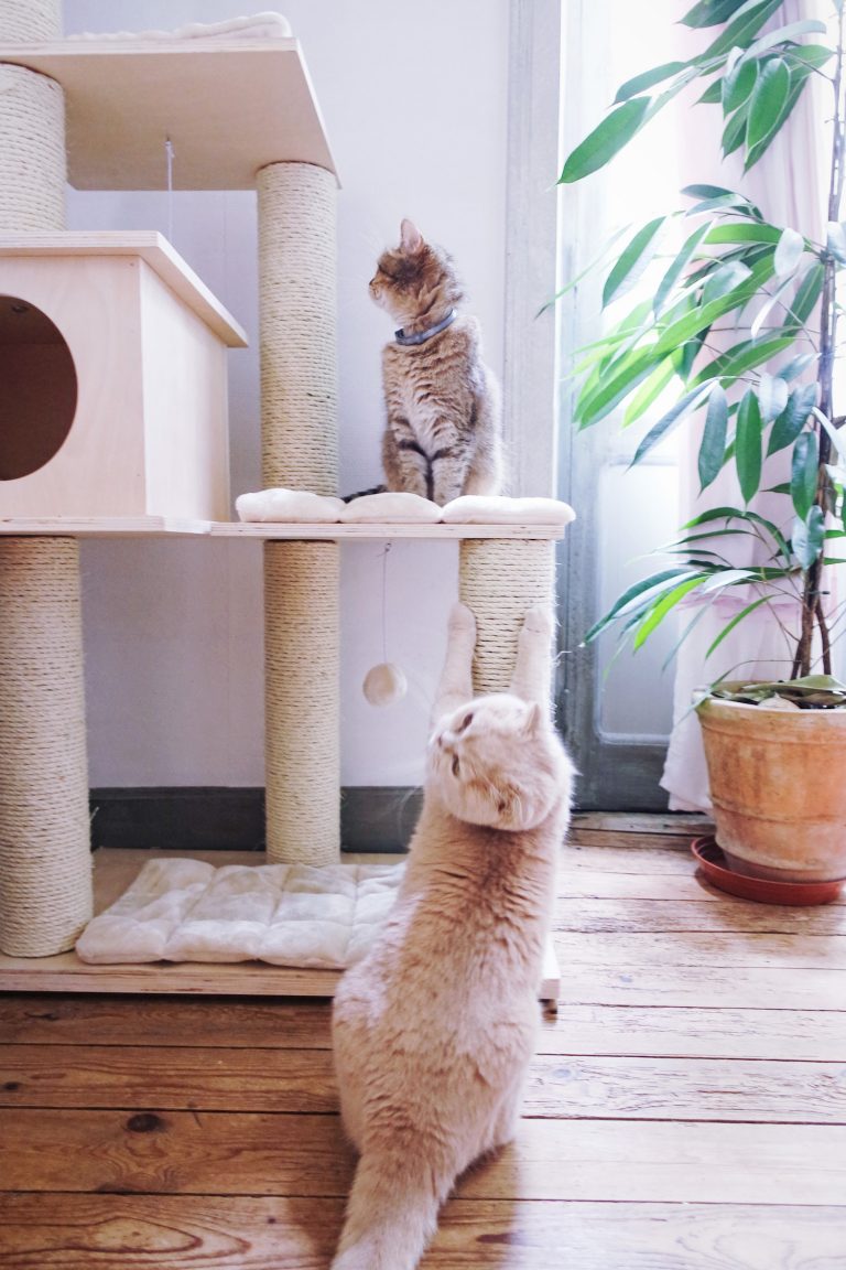 Choisir l’arbre à chat idéal pour un chaton - Arbre à chat
