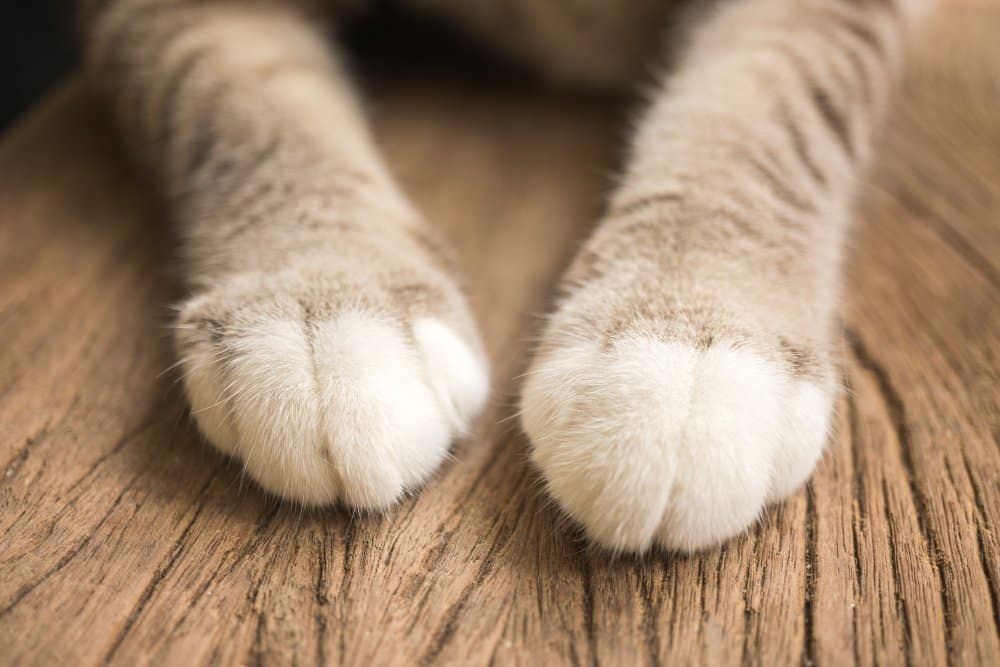 Tout savoir sur les griffoirs pour chat - Arbre à chat